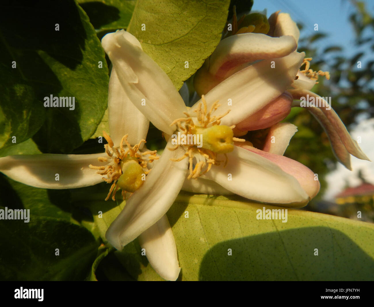 0557jfCitrus × aurantiifolia Lemon, Philippines Chapel Pampangafvf 20 ...