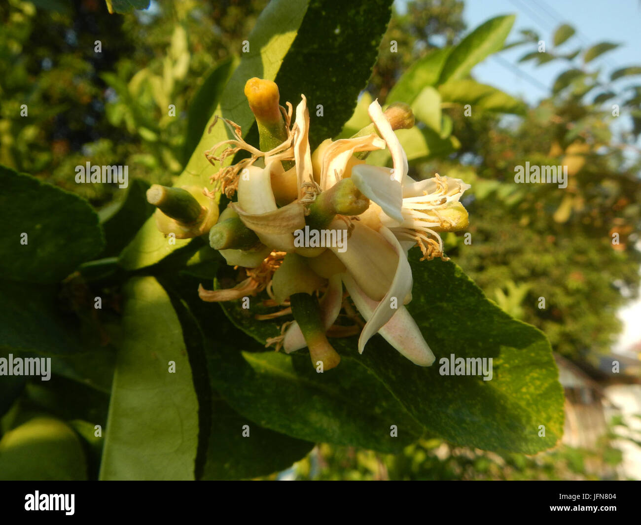 0557jfCitrus × aurantiifolia Lemon, Philippines Chapel Pampangafvf 21 ...