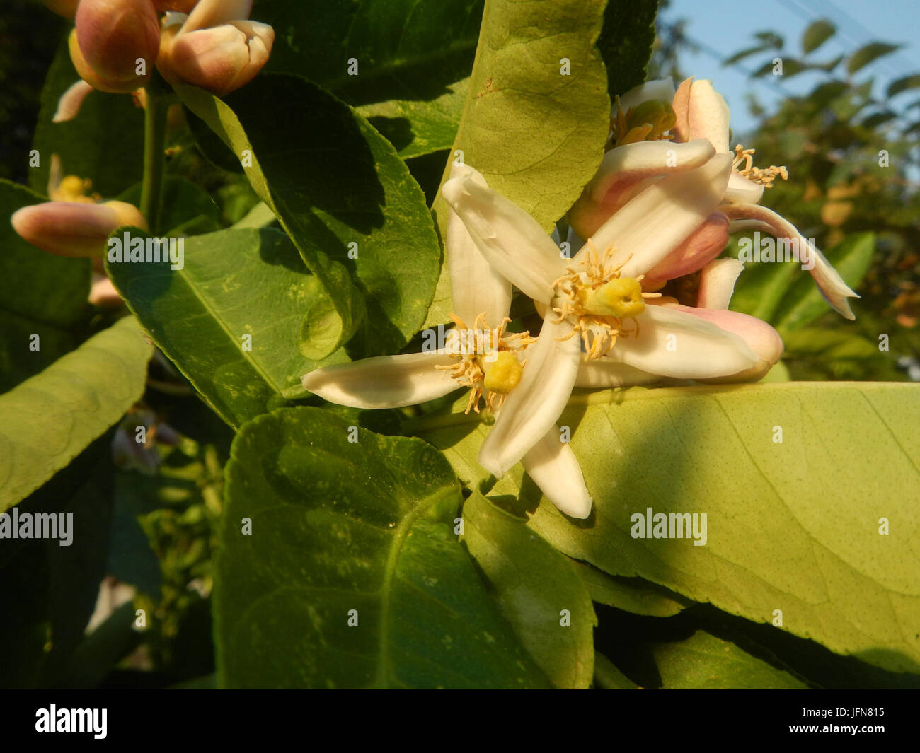 0557jfCitrus × aurantiifolia Lemon, Philippines Chapel Pampangafvf 23 ...