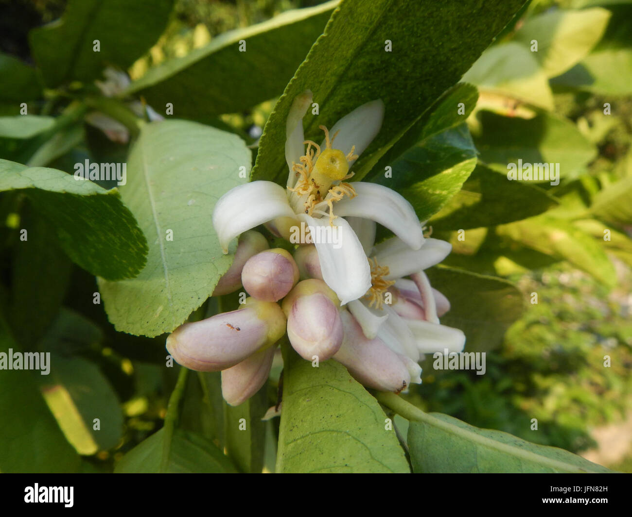 0557jfCitrus × aurantiifolia Lemon, Philippines Chapel Pampangafvf 25 ...