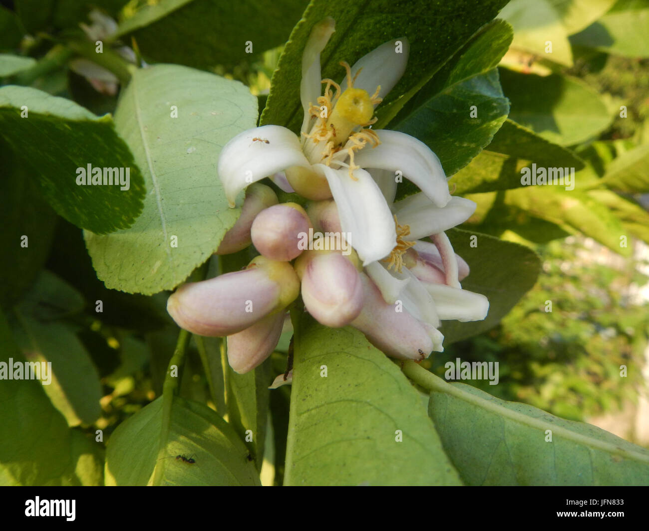 0557jfCitrus × aurantiifolia Lemon, Philippines Chapel Pampangafvf 26 ...