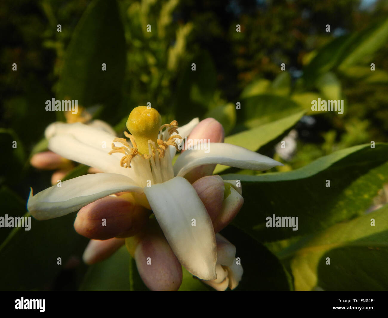 0557jfCitrus × aurantiifolia Lemon, Philippines Chapel Pampangafvf 28 ...