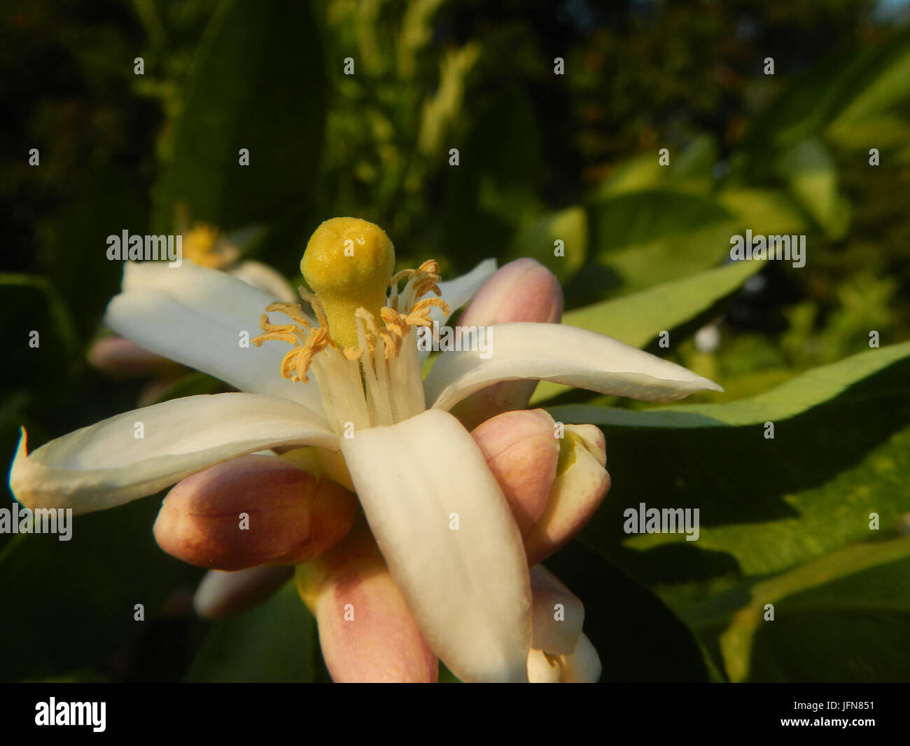 0557jfCitrus × aurantiifolia Lemon, Philippines Chapel Pampangafvf 29 ...