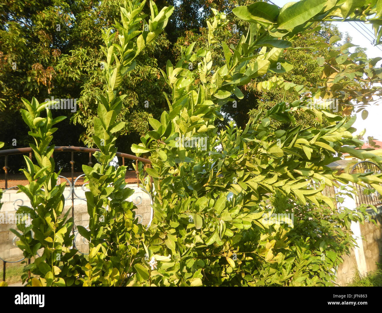 0557jfCitrus × aurantiifolia Lemon, Philippines Chapel Pampangafvf 31 ...