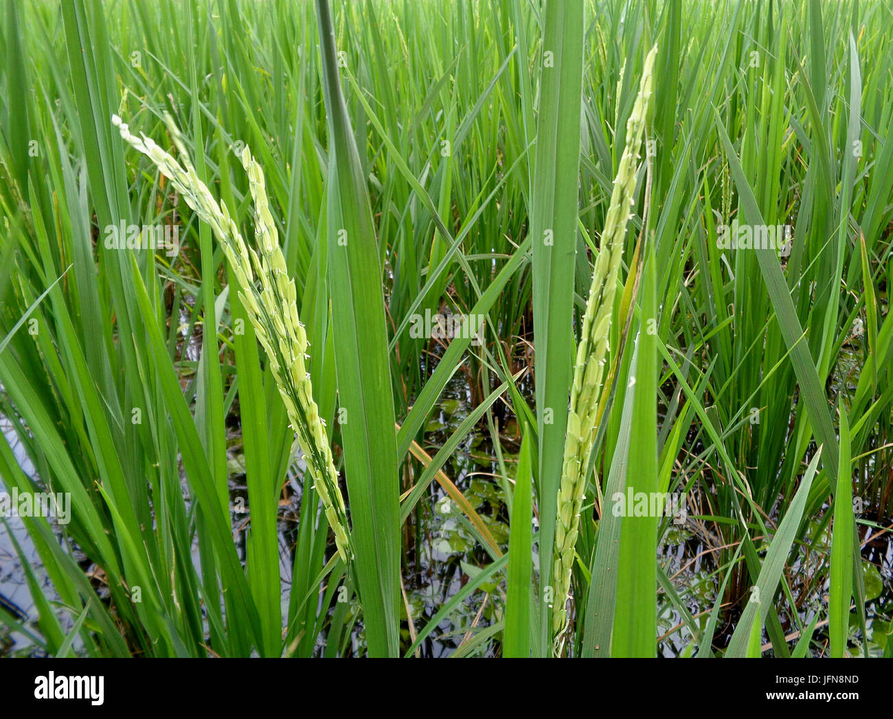 Unripe rice plantation hi-res stock photography and images - Alamy