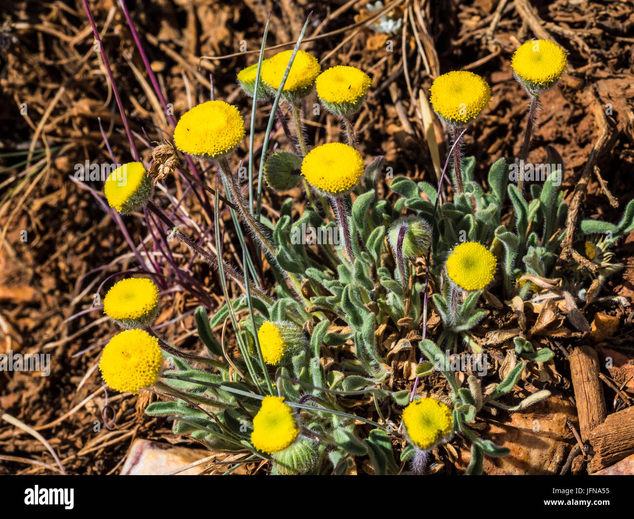Rayless Fleabane wildflower Stock Photo - Alamy