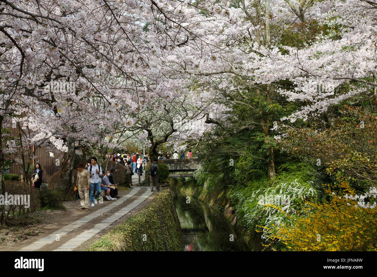 Tourists along the Philospher's Path during cherry blossom season in ...