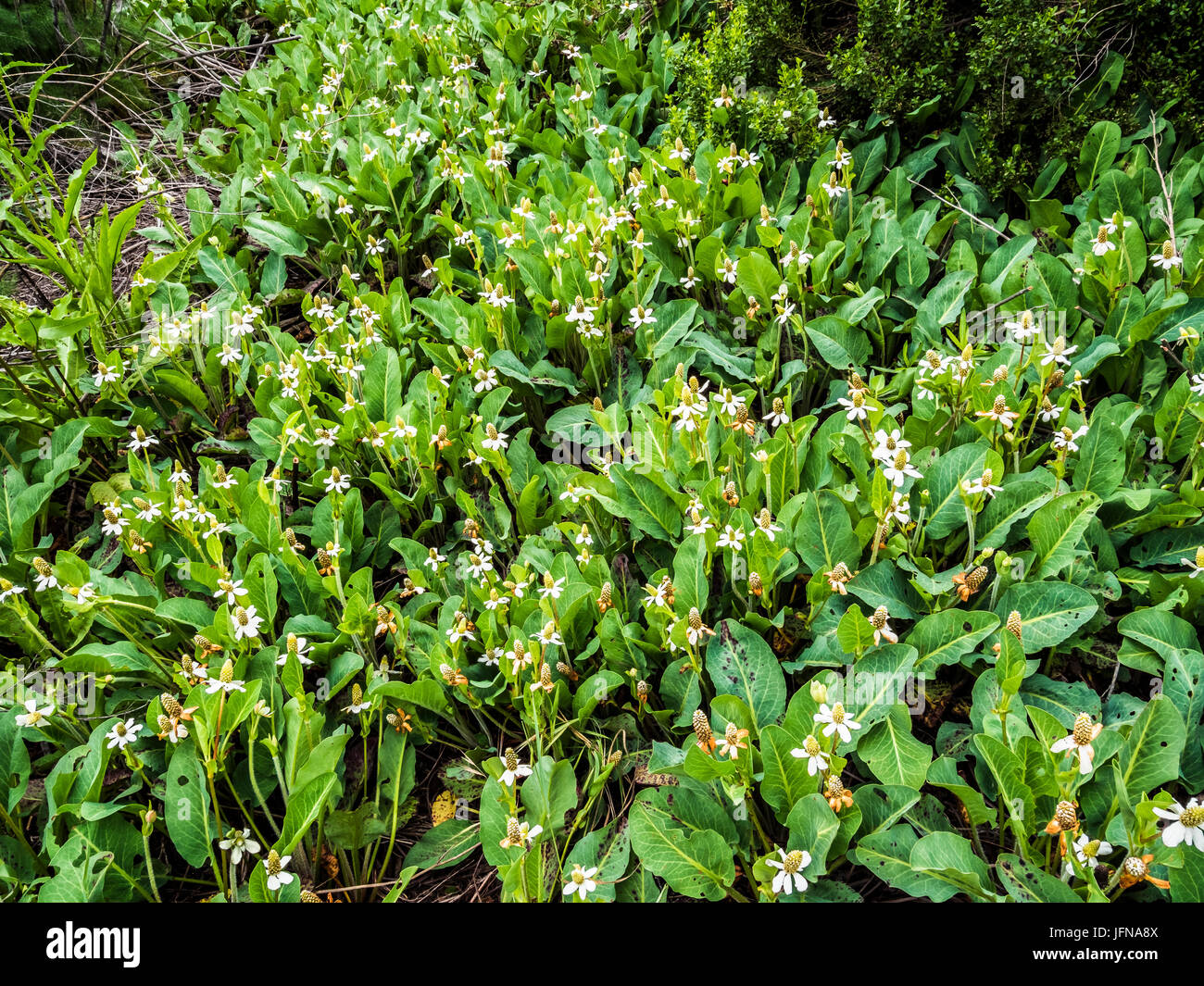 yerba mansa wildflower Stock Photo - Alamy