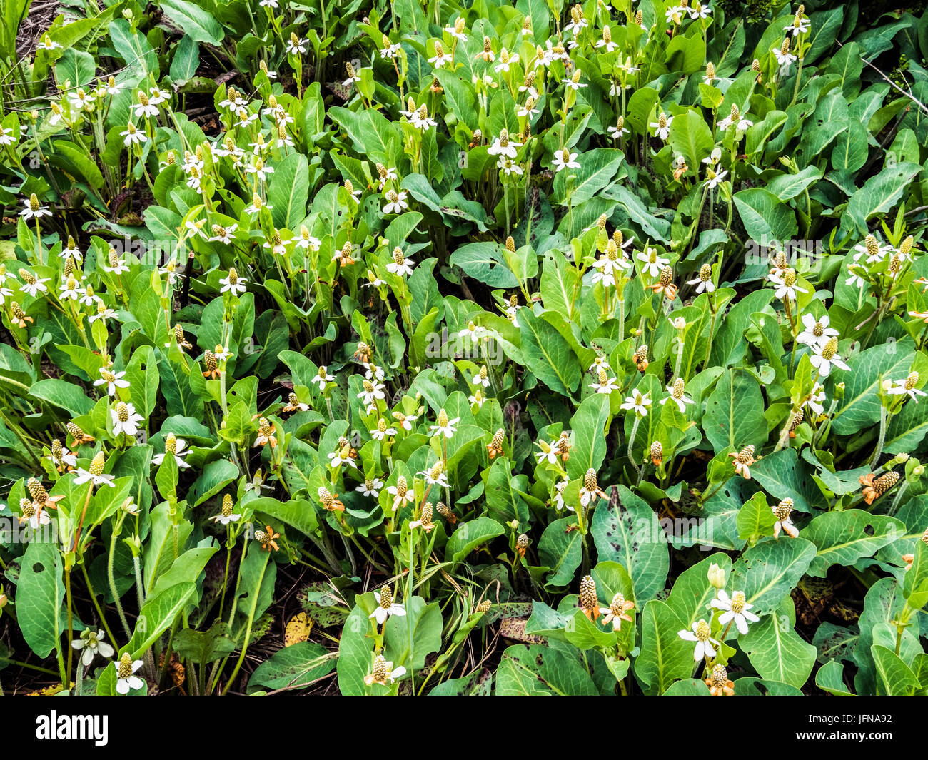yerba mansa wildflower Stock Photo - Alamy