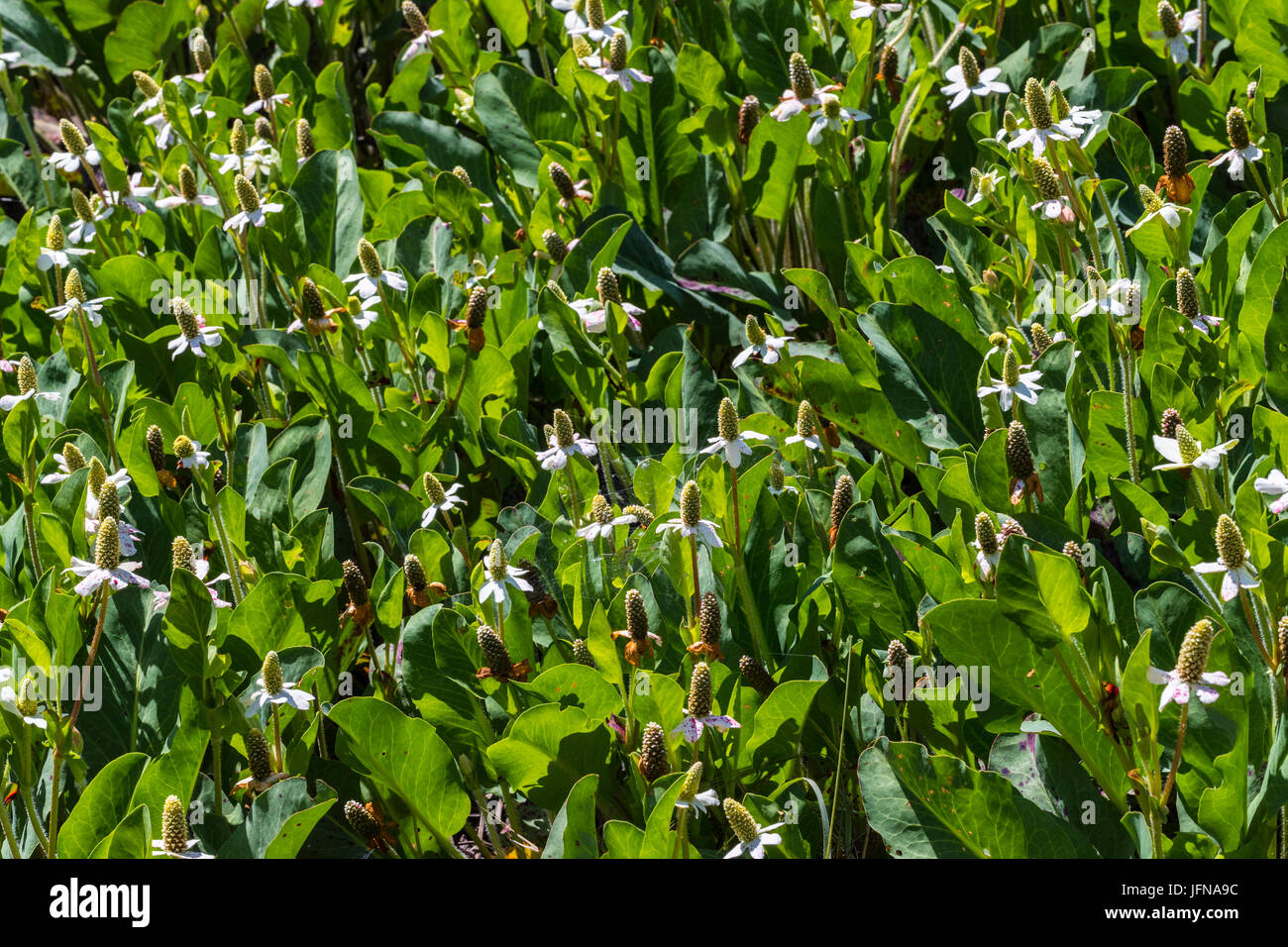 yerba mansa wildflower Stock Photo - Alamy