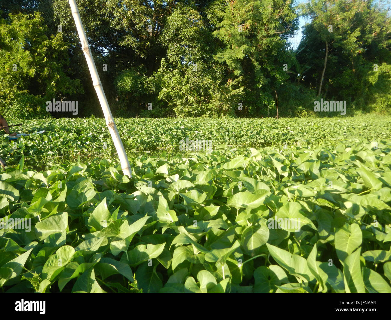 05134jfCalumpit Bulacan River Battle Bagbag Bridge Kangkung Santo Niño ...