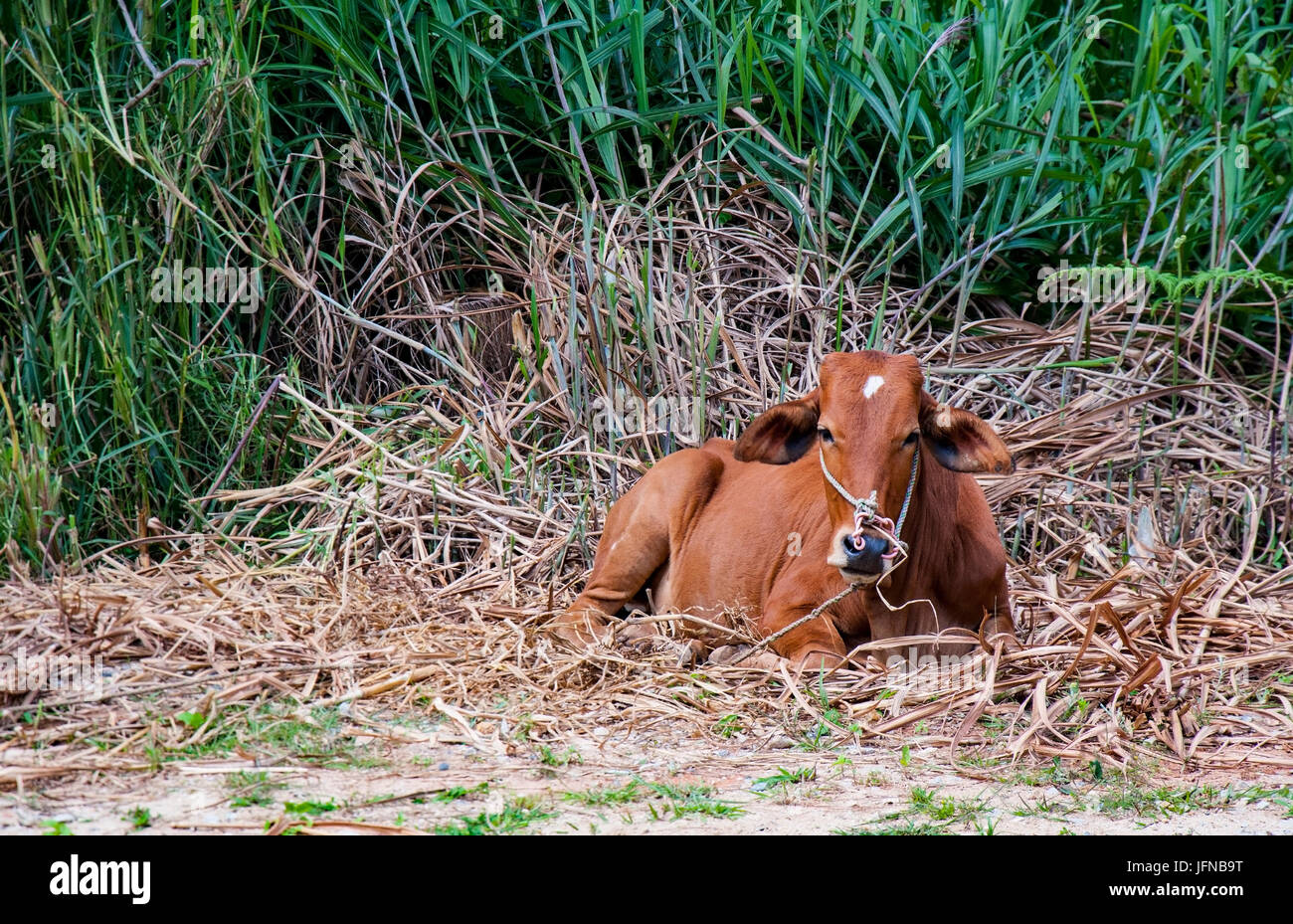 Red cow on the pasture Stock Photo - Alamy