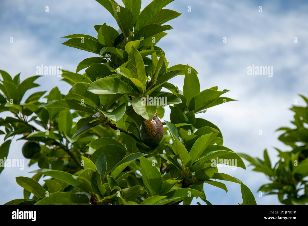A natural tropical fruit growing on a tree in Asia Stock Photo - Alamy