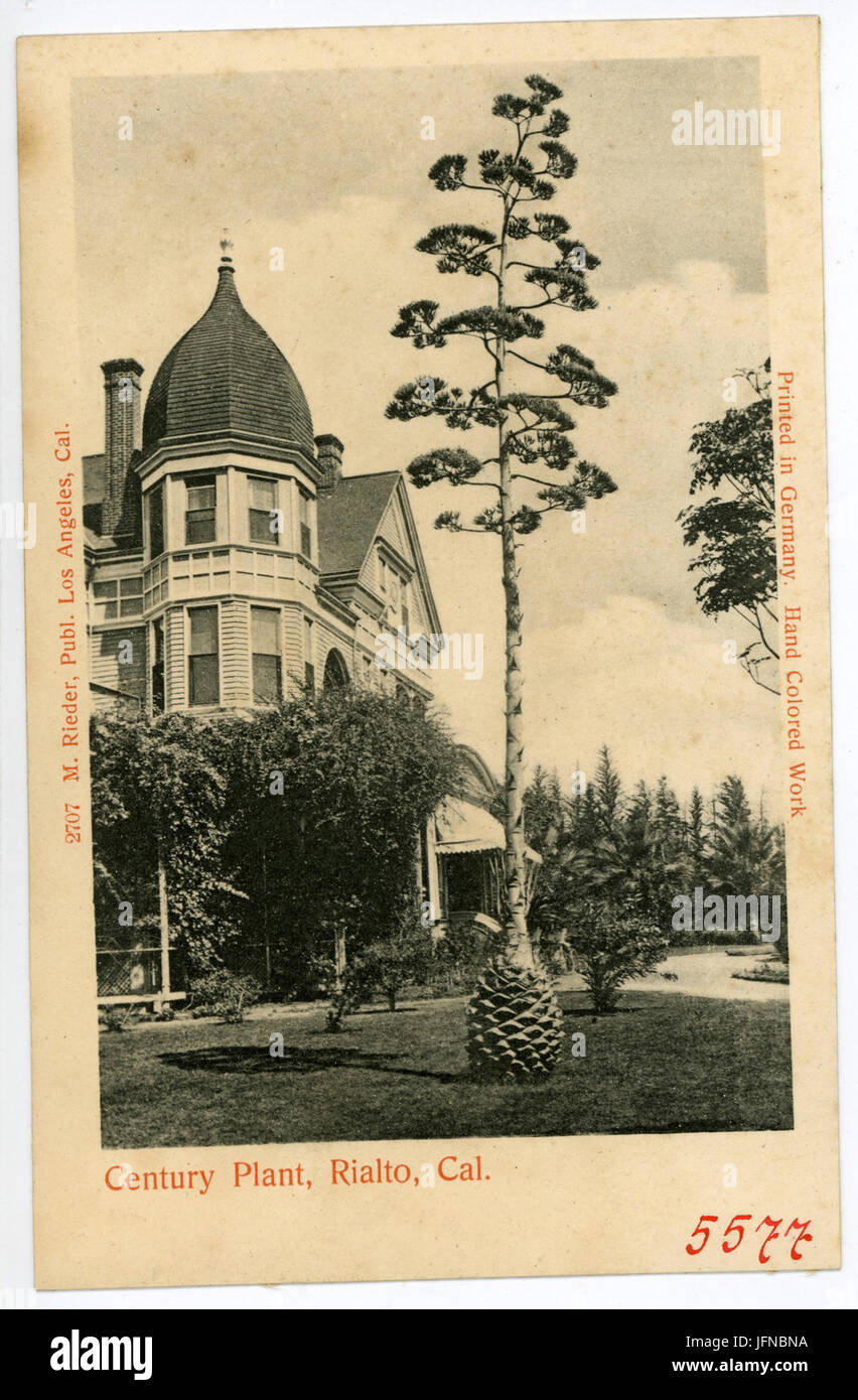 05577-Rialto-1904-Century Plant, Rialto, California-Brück & Sohn ...