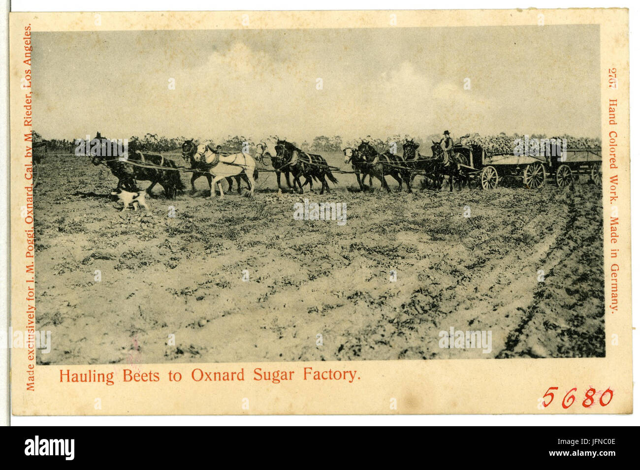 This 1905 postcard from Oxnard, California, shows a scene of hauling ...