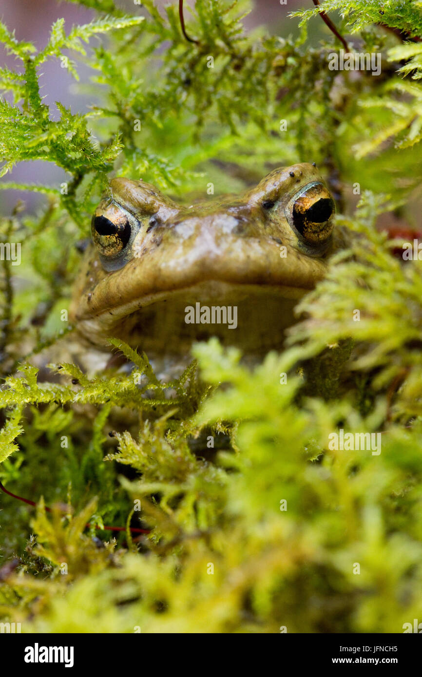 Curious toad hi-res stock photography and images - Alamy