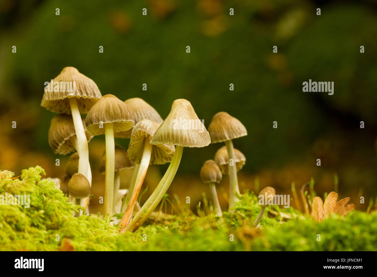 Cluster of fungi hi-res stock photography and images - Alamy