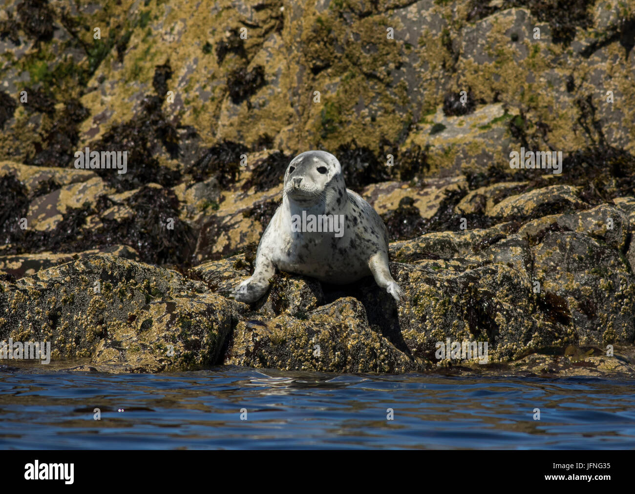 Grey Seal sat on rocks Stock Photo - Alamy