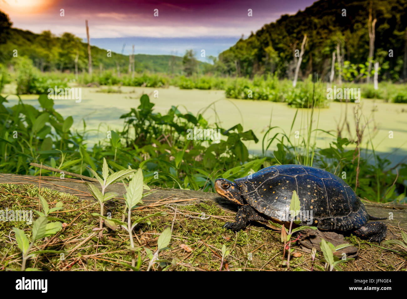 Purple turtle hi-res stock photography and images - Alamy