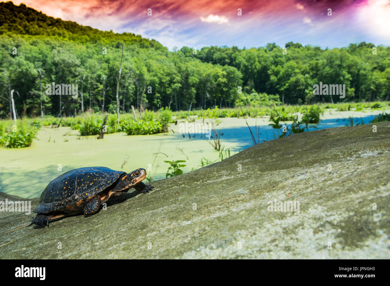 Climbing turtle hi-res stock photography and images - Alamy