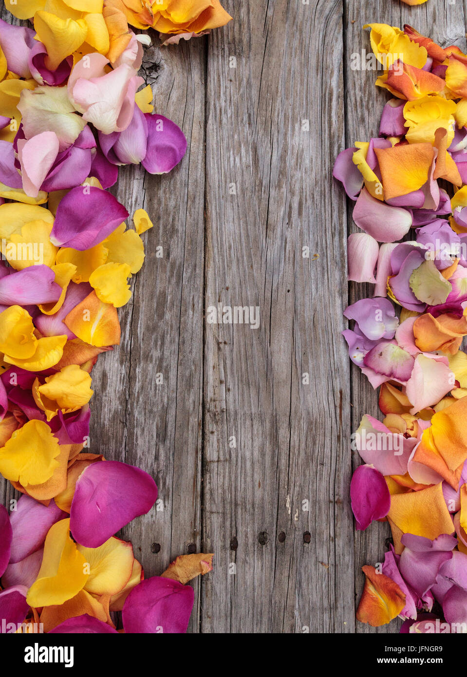 Rose petals in the colors of a sunset Stock Photo - Alamy