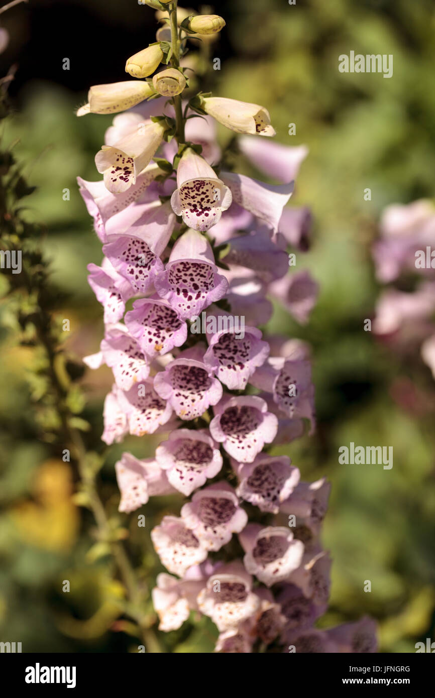 Digitalis blooms hi-res stock photography and images - Alamy