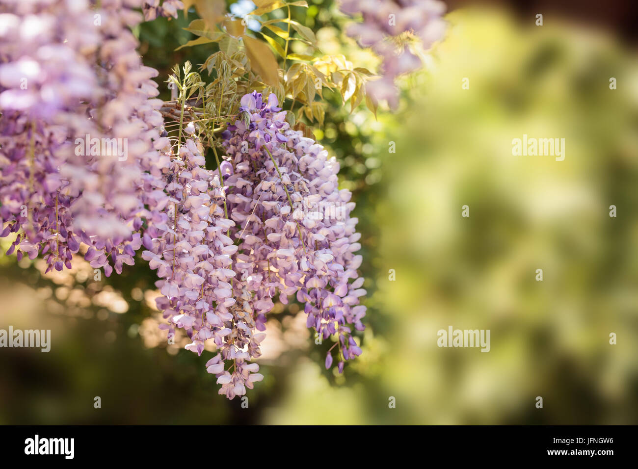 Purple wisteria hi-res stock photography and images - Alamy