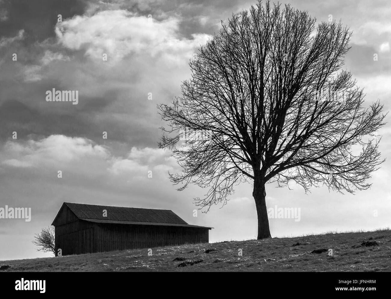 The tree at the barn Stock Photo - Alamy