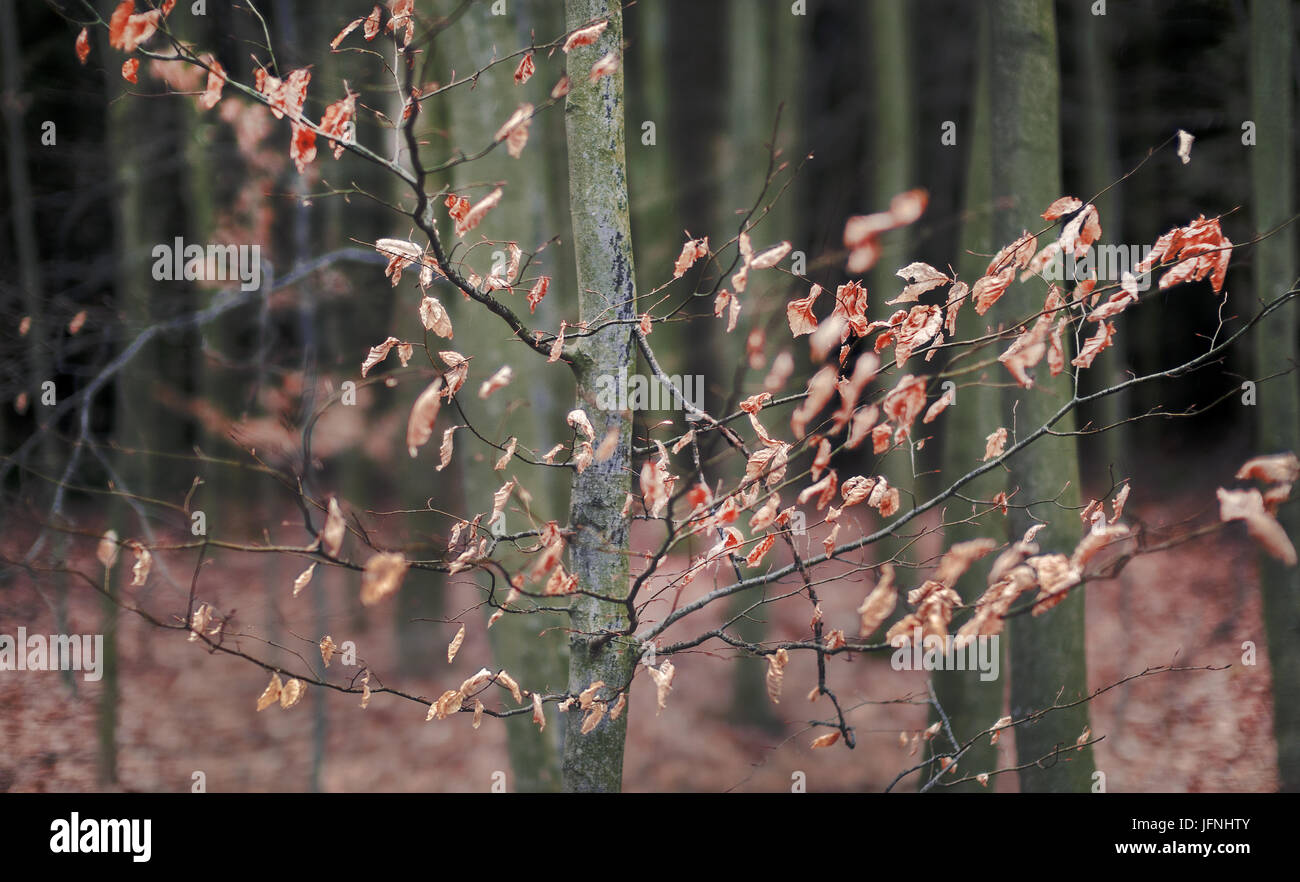 Wilted greenery hi-res stock photography and images - Alamy