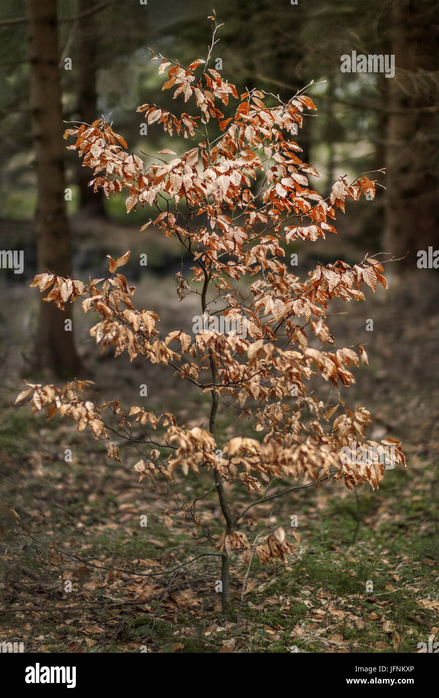 Small tree with wilted leaves Stock Photo - Alamy