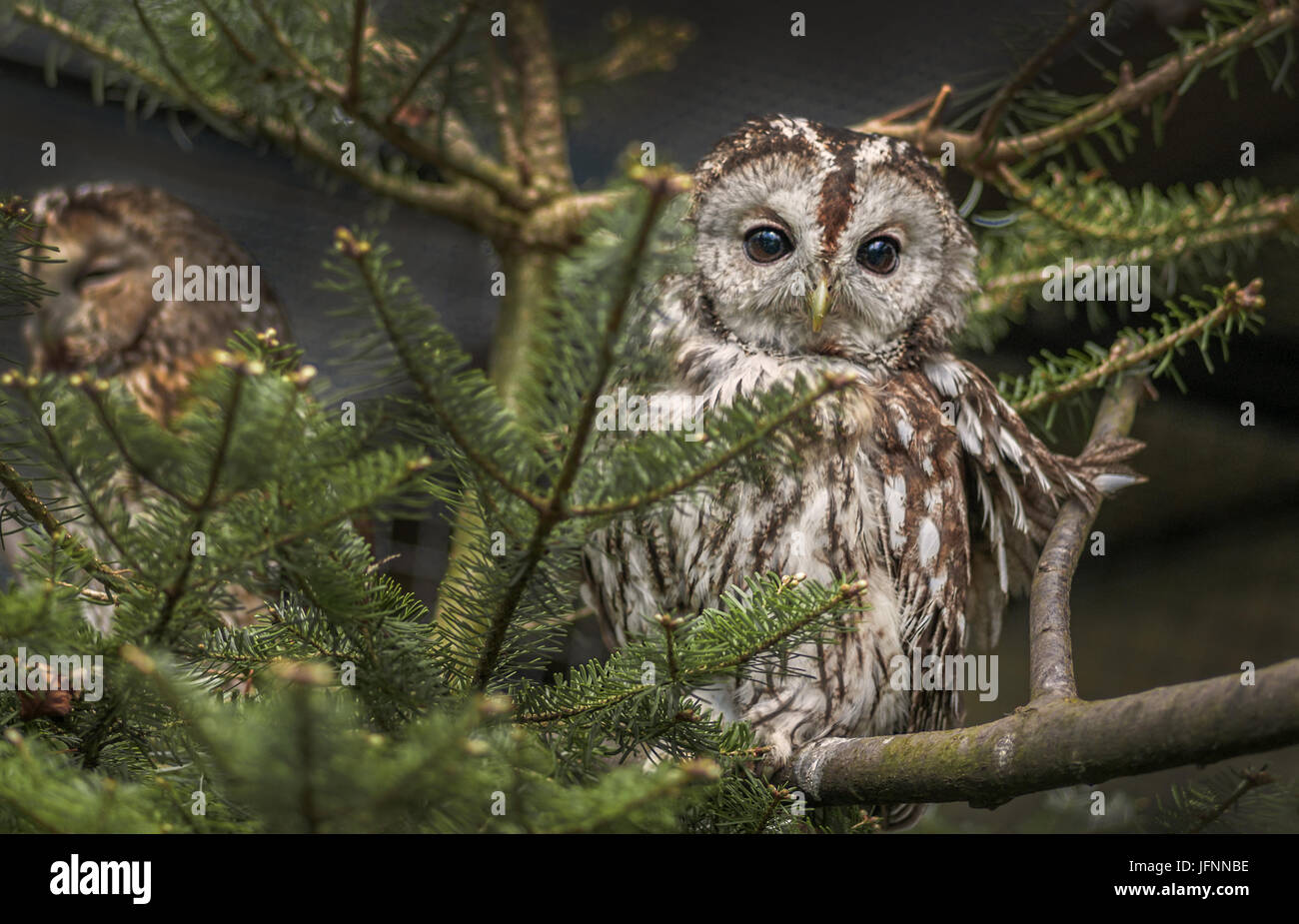 tawny owl behind the branches Stock Photo - Alamy