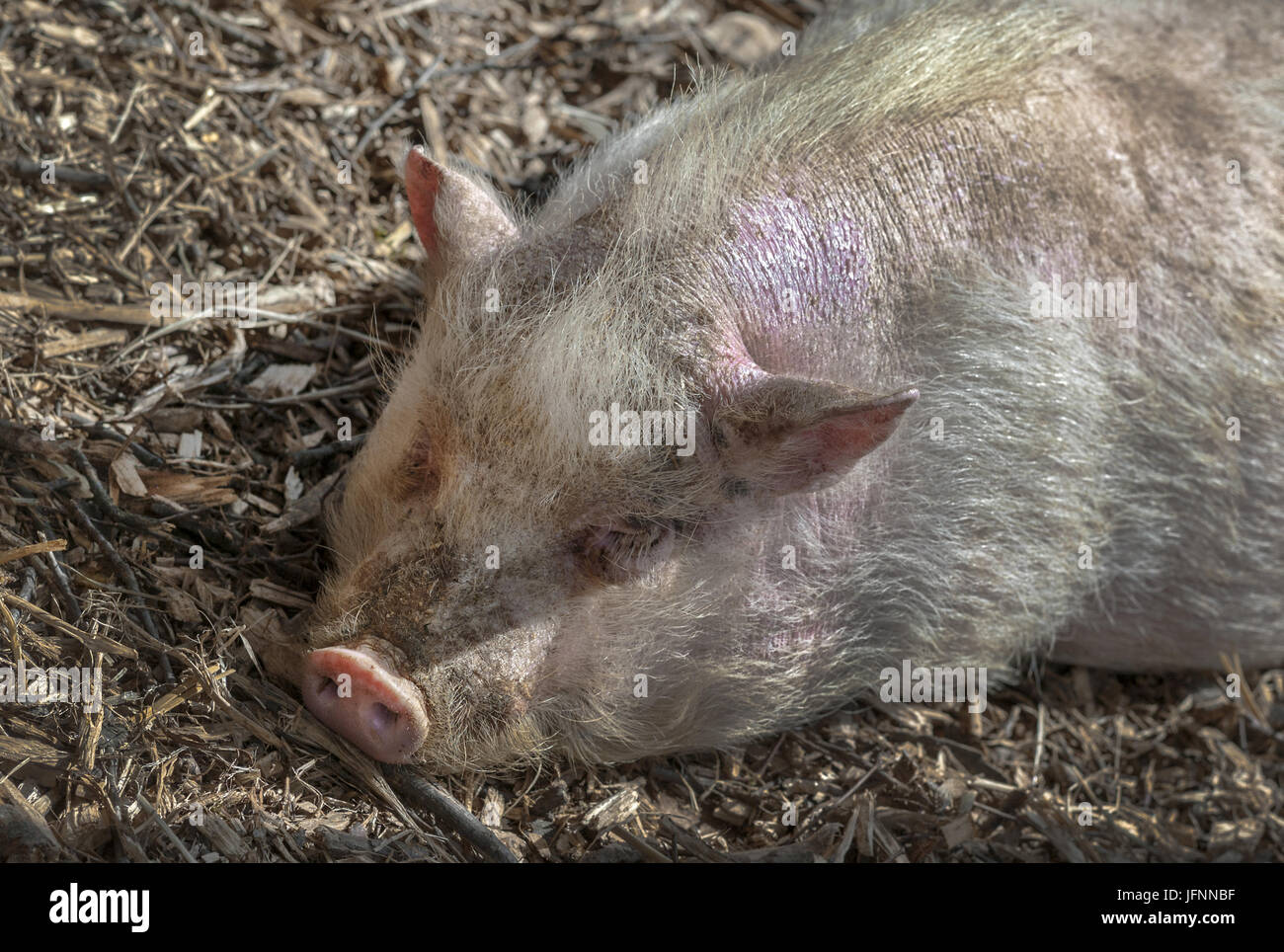 Pig production hi-res stock photography and images - Alamy