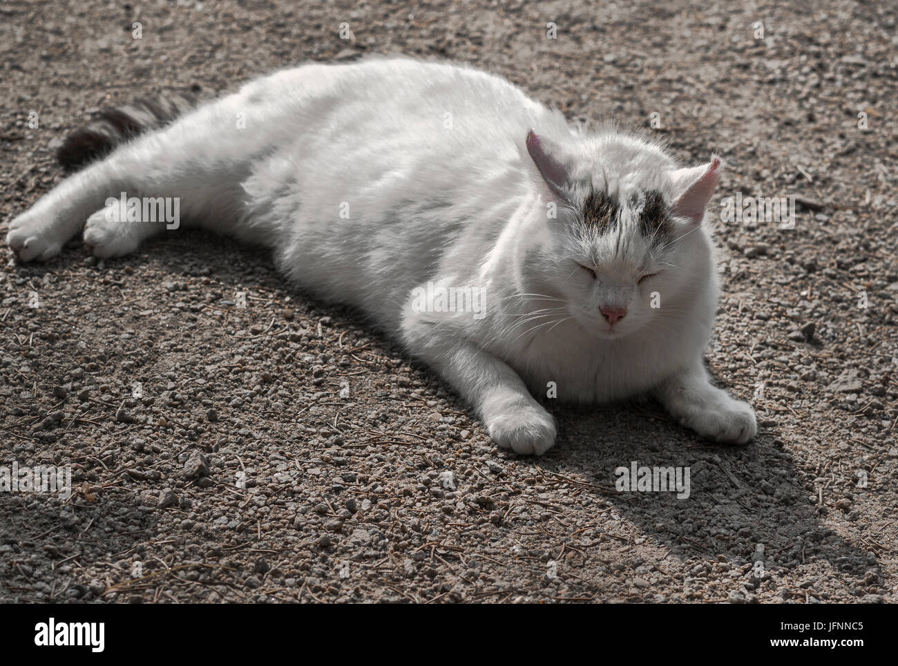 Cat is still sleepy Stock Photo - Alamy