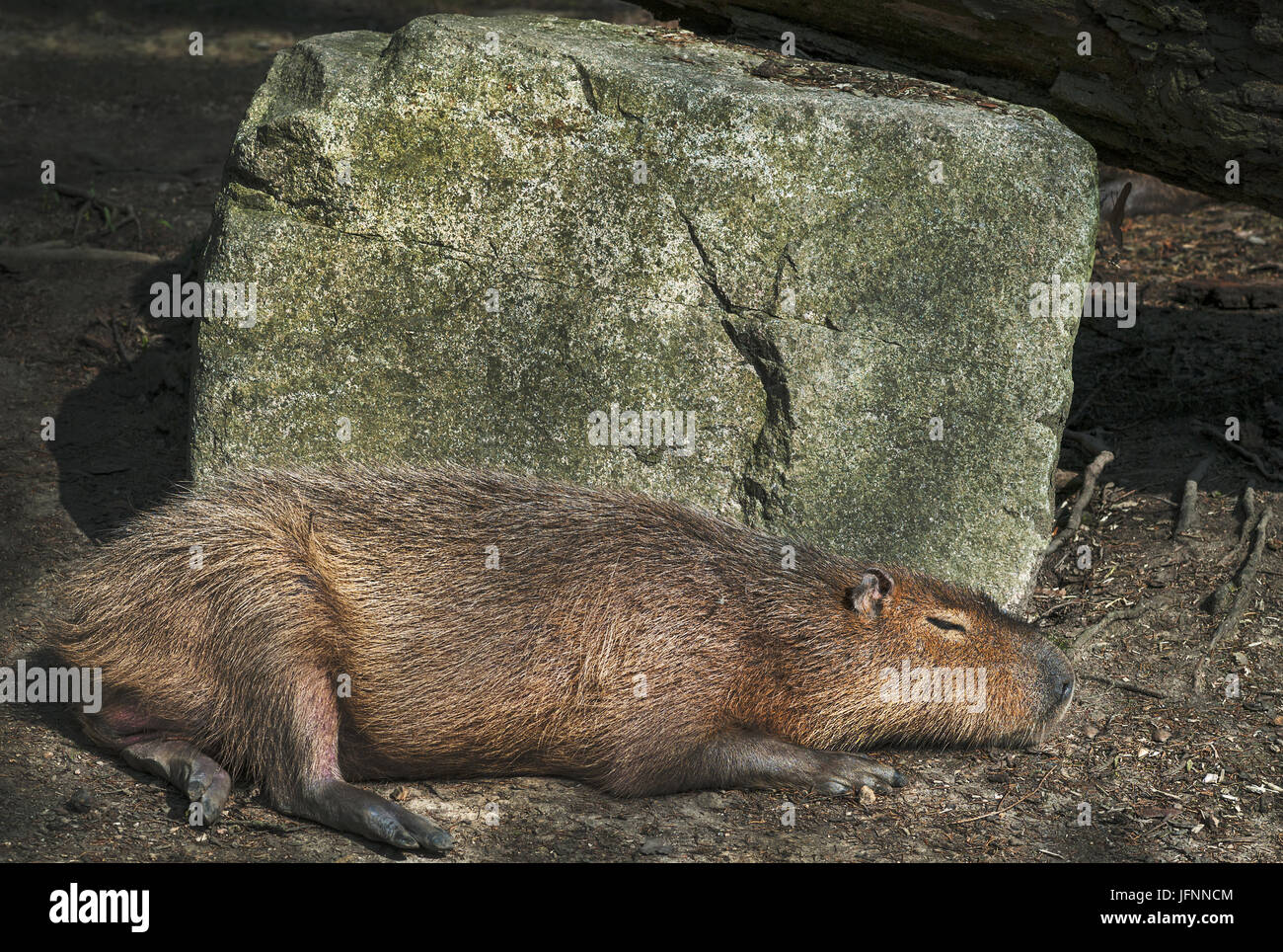 Capybara - Siesta at the stone Stock Photo - Alamy