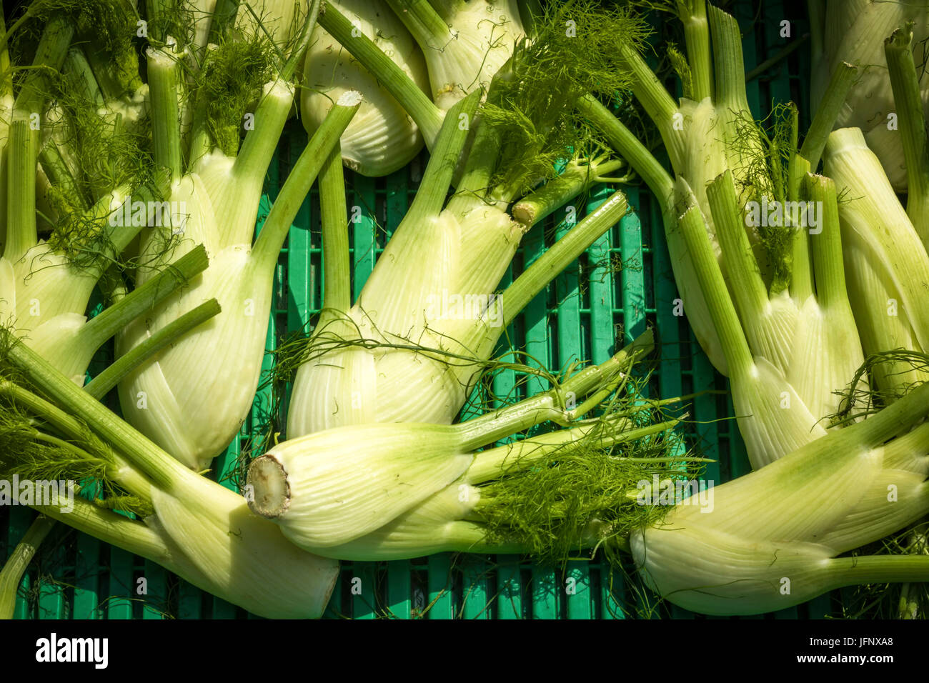Fennel bulbs in market hi-res stock photography and images - Alamy