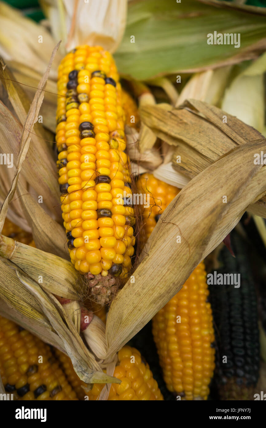 American indian corn hi-res stock photography and images - Alamy