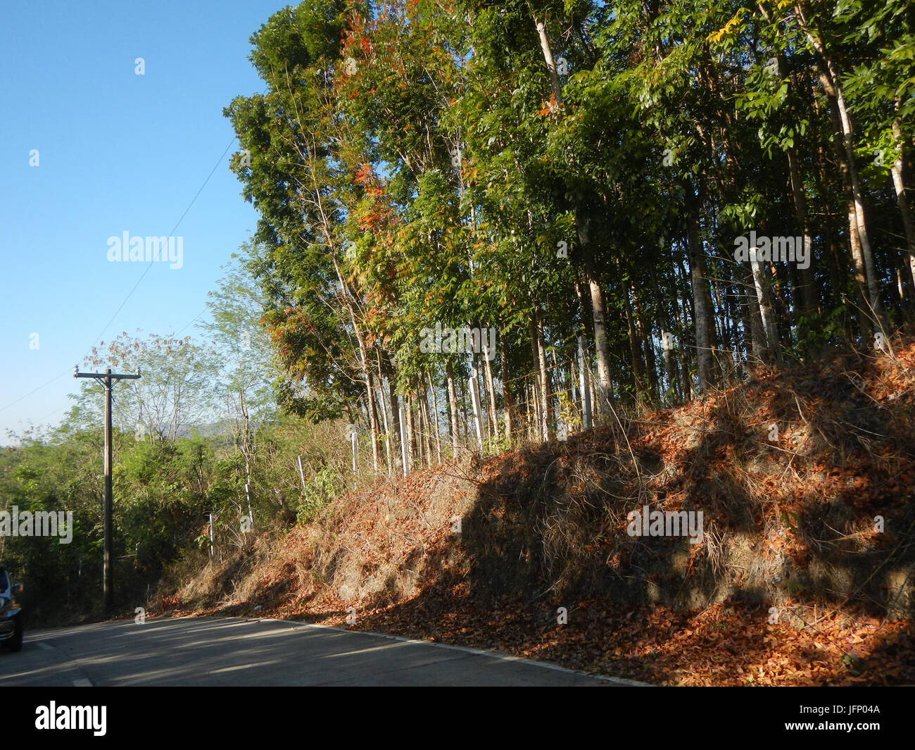 0385jfTalbak Doña Remedios Trinidad Pineapple fields Roads Hills Treesfvf 11 Stock Photo - Alamy