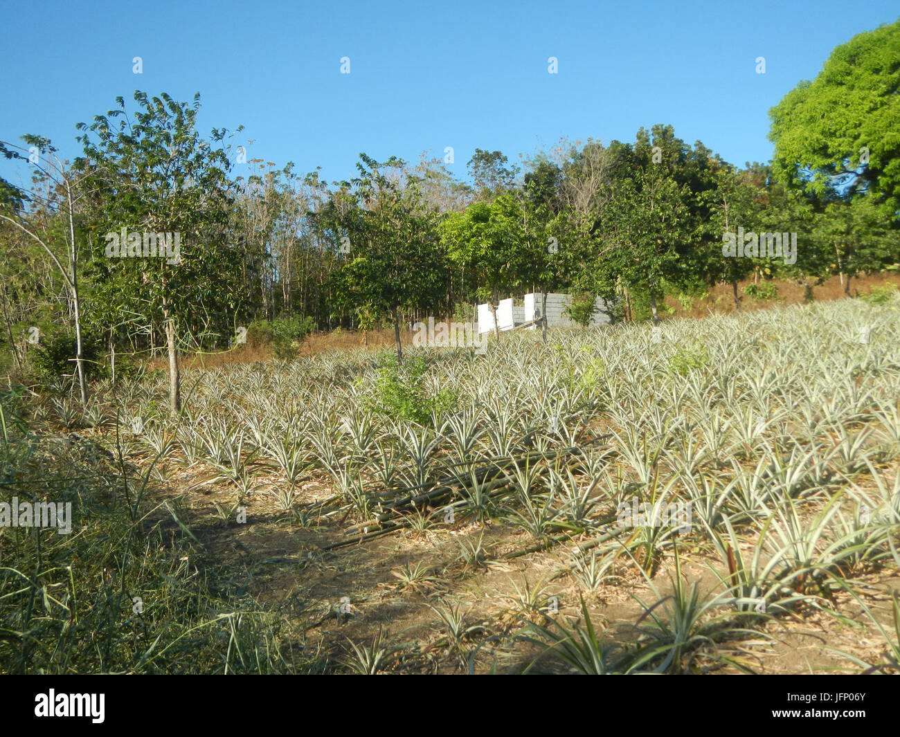 0385jfTalbak Doña Remedios Trinidad Pineapple fields Roads Hills Treesfvf 17 Stock Photo - Alamy