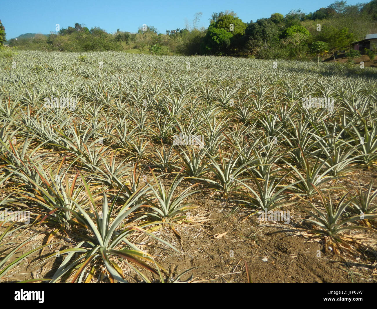 0385jfTalbak Doña Remedios Trinidad Pineapple fields Roads Hills Treesfvf 21 Stock Photo - Alamy