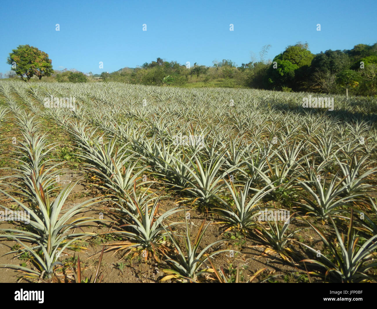 0385jfTalbak Doña Remedios Trinidad Pineapple fields Roads Hills Treesfvf Stock Photo - Alamy