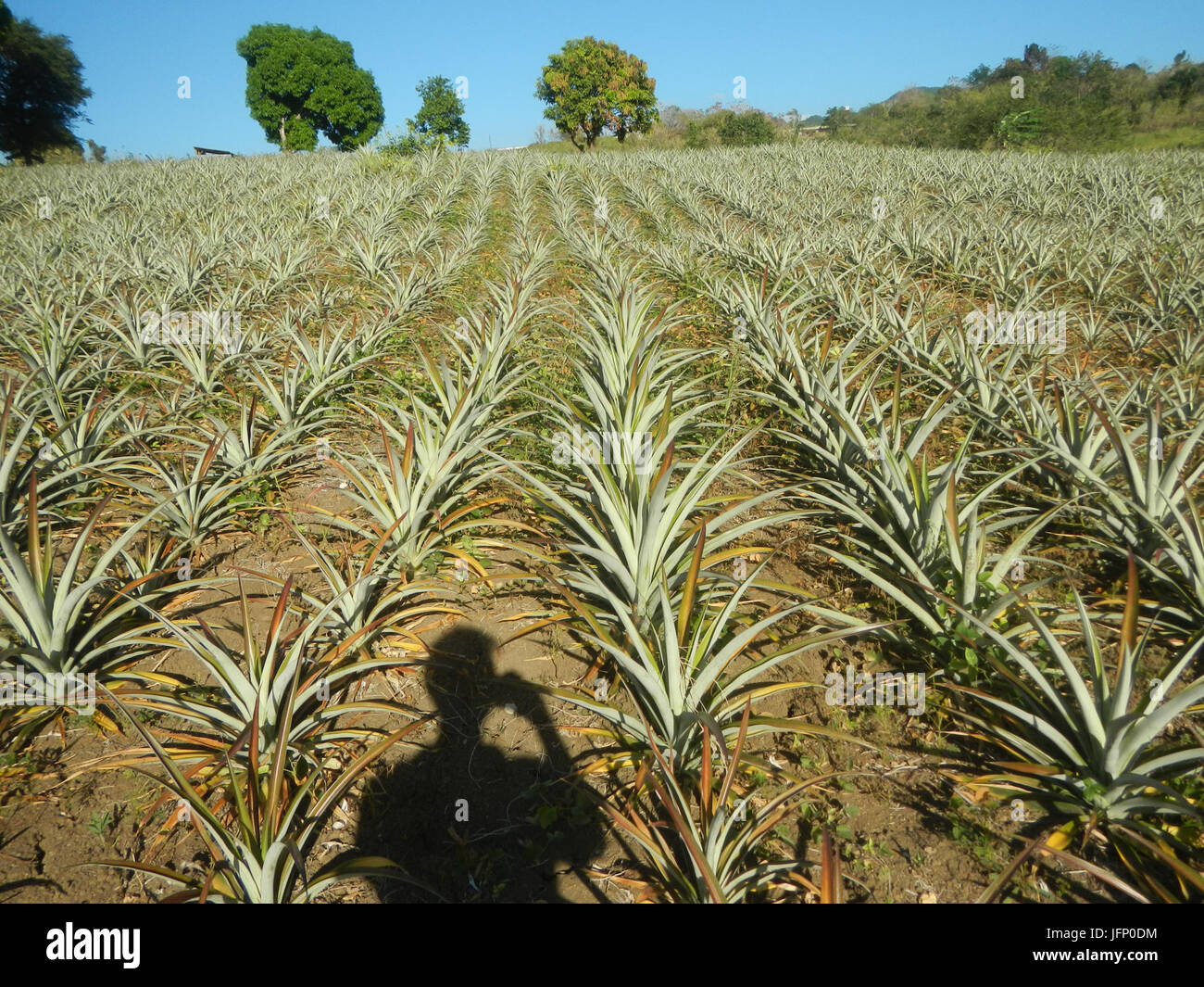 0385jfTalbak Doña Remedios Trinidad Pineapple fields Roads Hills Treesfvf 32 Stock Photo - Alamy