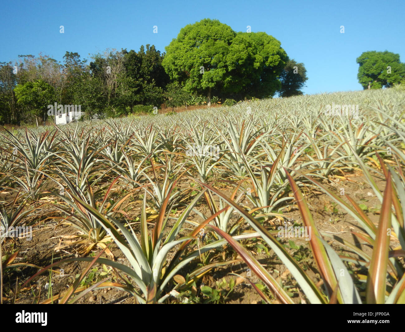 0385jfTalbak Doña Remedios Trinidad Pineapple fields Roads Hills Treesfvf 38 Stock Photo - Alamy