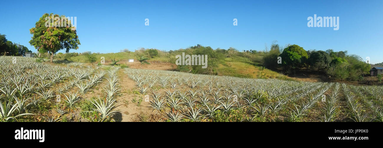 A scenic view of the pineapple fields, roads, and hills near Doña Remedios in Trinidad, Cuba ...