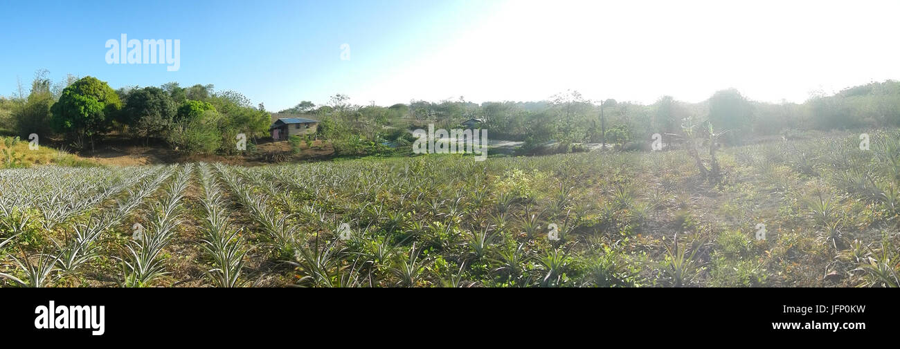 0385jfTalbak Doña Remedios Trinidad Pineapple fields Roads Hills Treesfvf 46 Stock Photo - Alamy