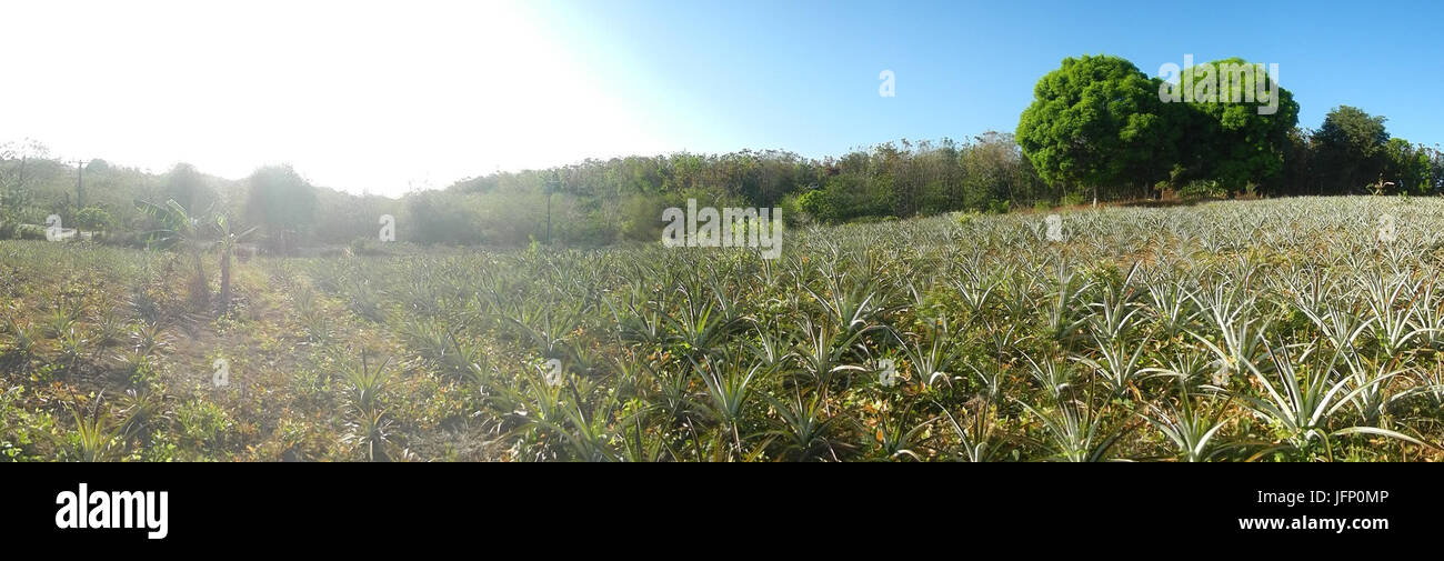 0385jfTalbak Doña Remedios Trinidad Pineapple fields Roads Hills Treesfvf 48 Stock Photo - Alamy