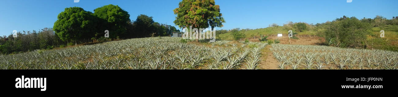 0385jfTalbak Doña Remedios Trinidad Pineapple fields Roads Hills Treesfvf 50 Stock Photo - Alamy