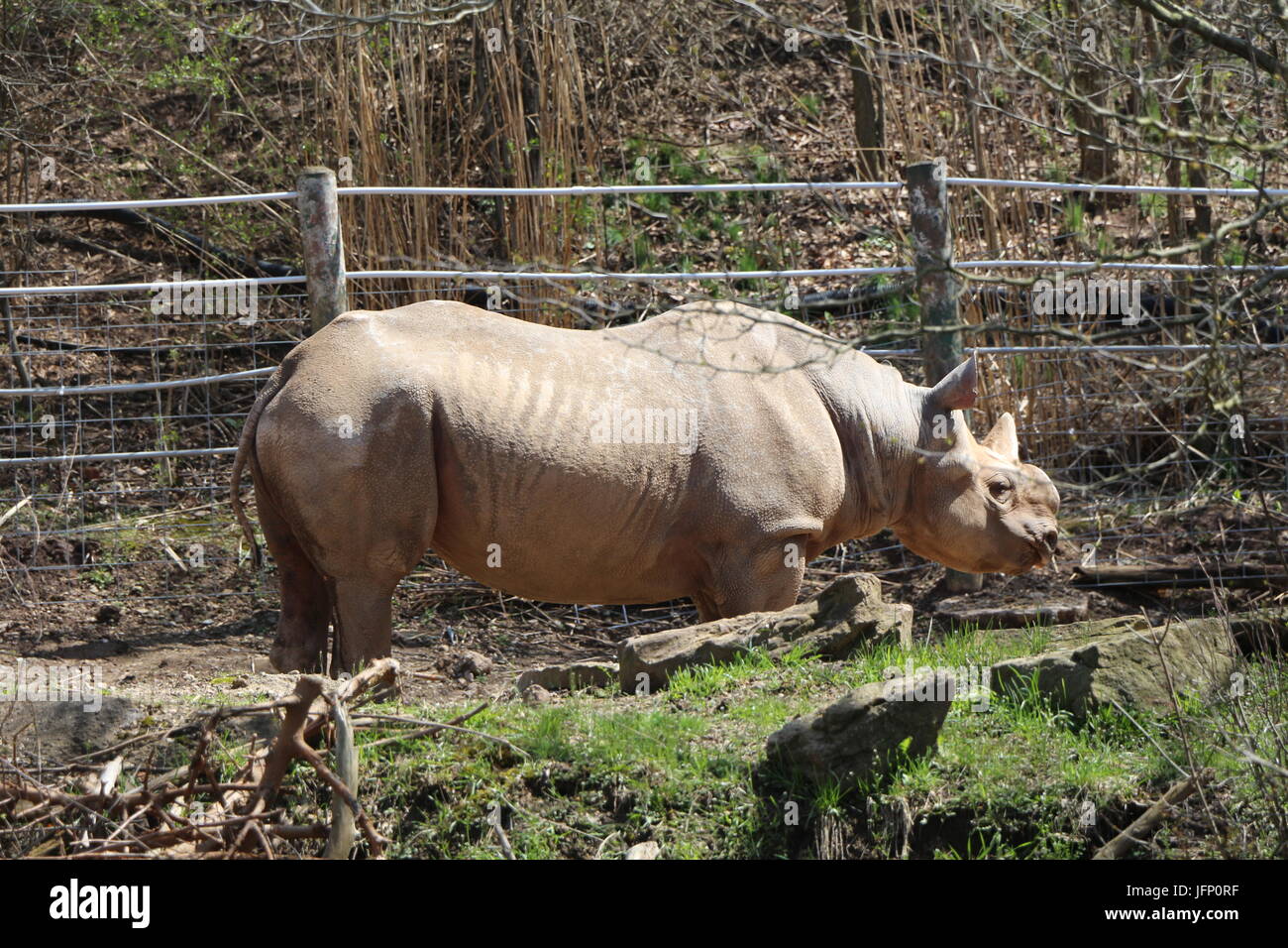 Rino hi-res stock photography and images - Alamy