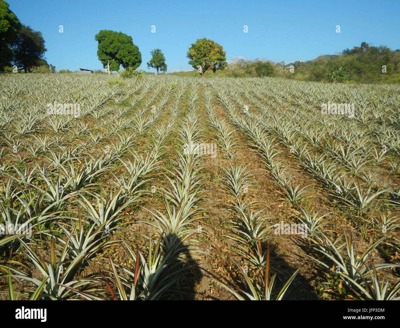 0432jfTalbak Doña Remedios Trinidad Pineapple fields Roads Hills Treesfvf 01 Stock Photo - Alamy