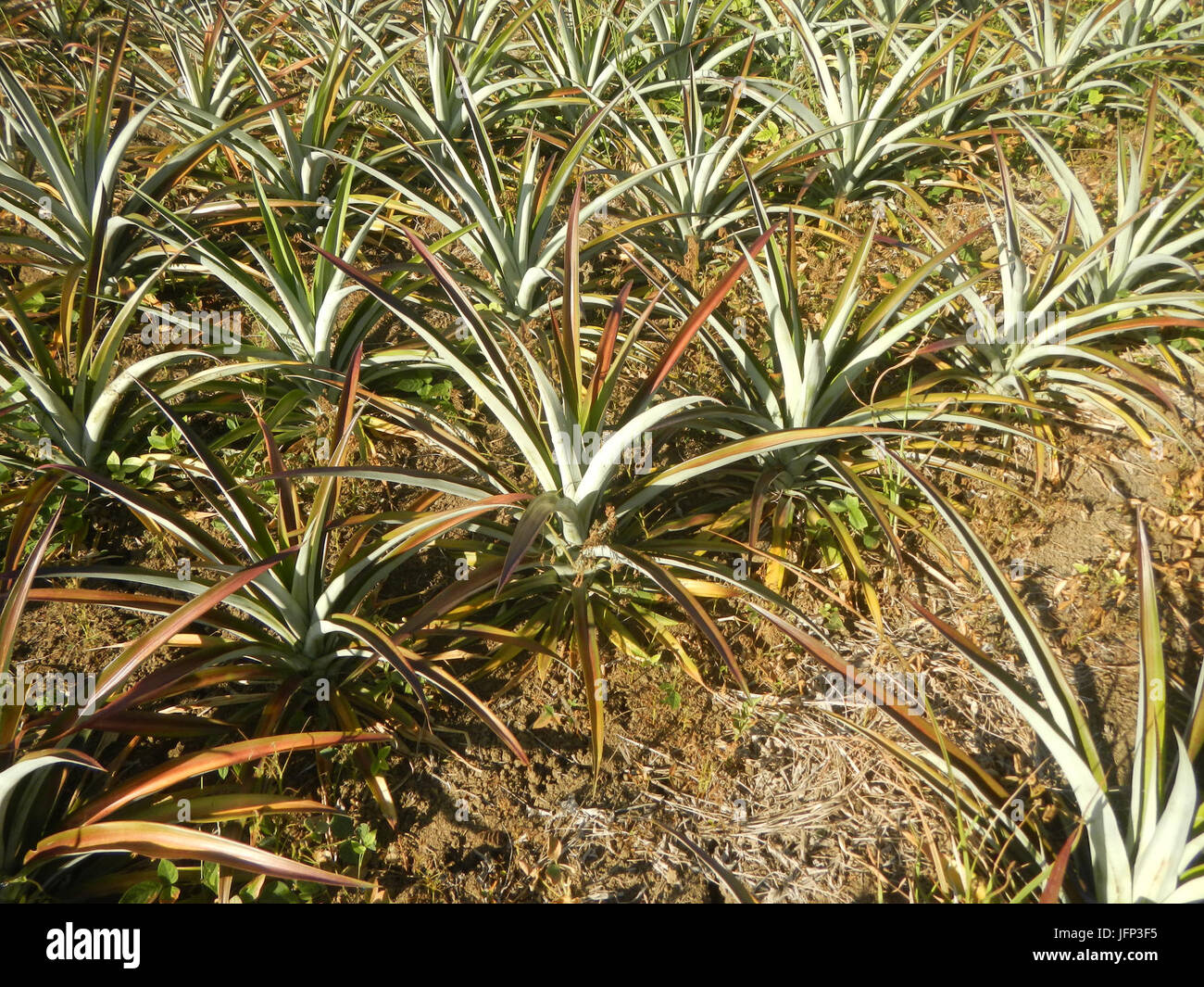 0432jfTalbak Doña Remedios Trinidad Pineapple fields Roads Hills Treesfvf 04 Stock Photo - Alamy