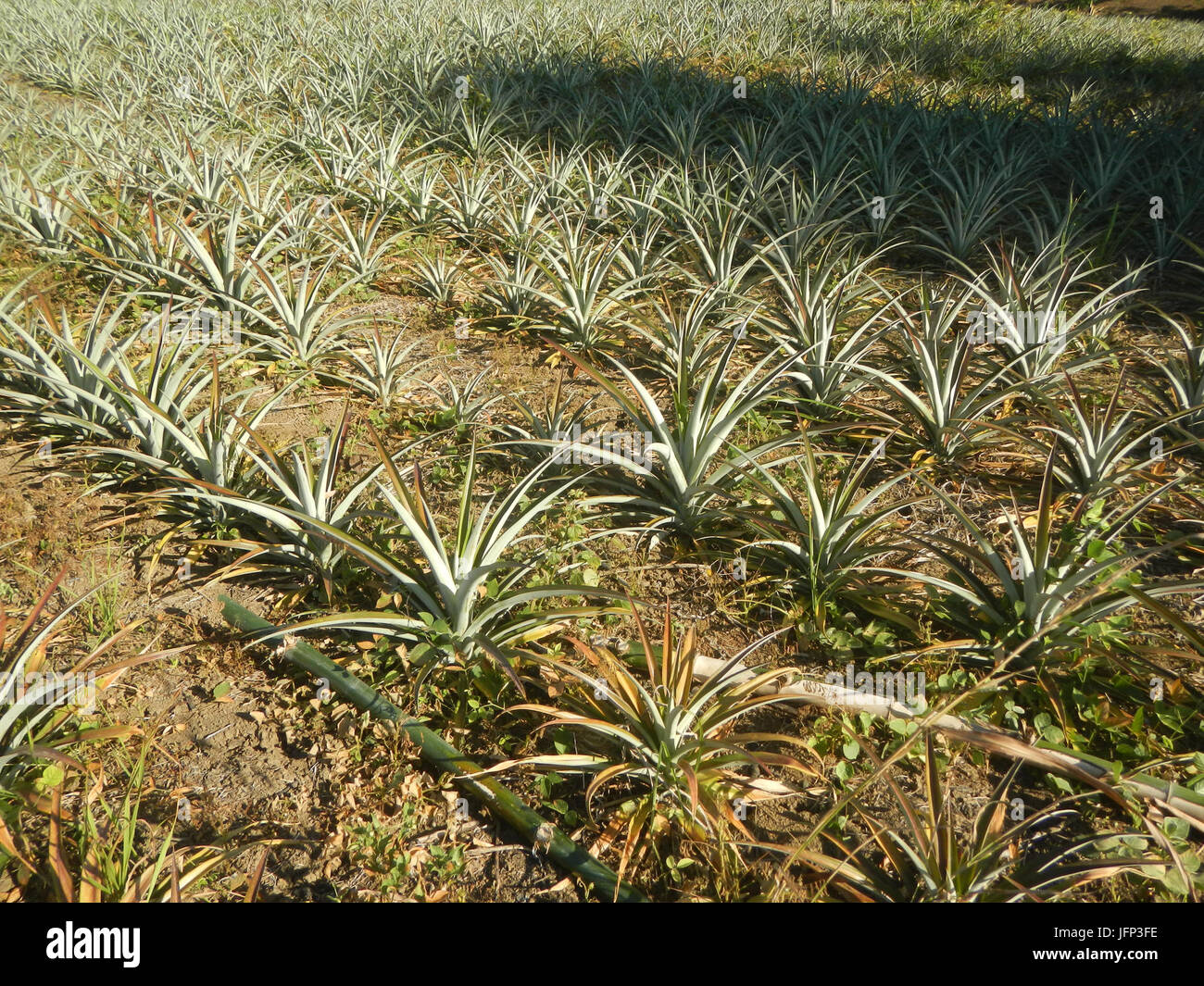 0432jfTalbak Doña Remedios Trinidad Pineapple fields Roads Hills Treesfvf 05 Stock Photo - Alamy